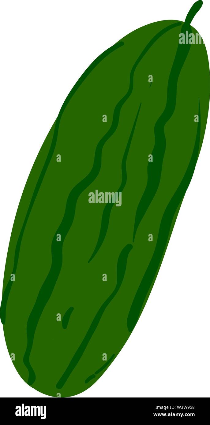 Fresh cucumber, illustration, vector on white background Stock Vector ...
