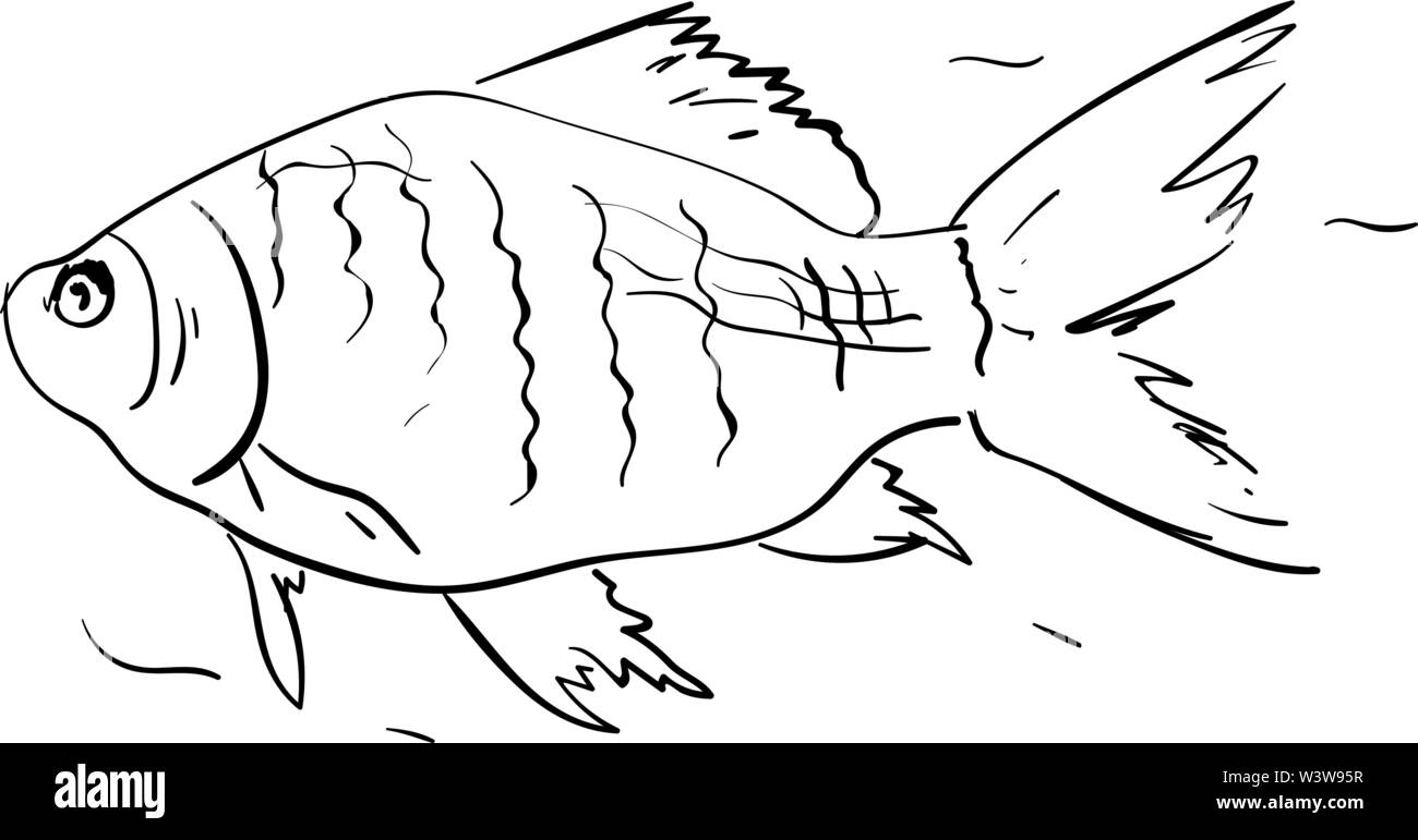 Fish drawing, illustration, vector on white background Stock Vector ...