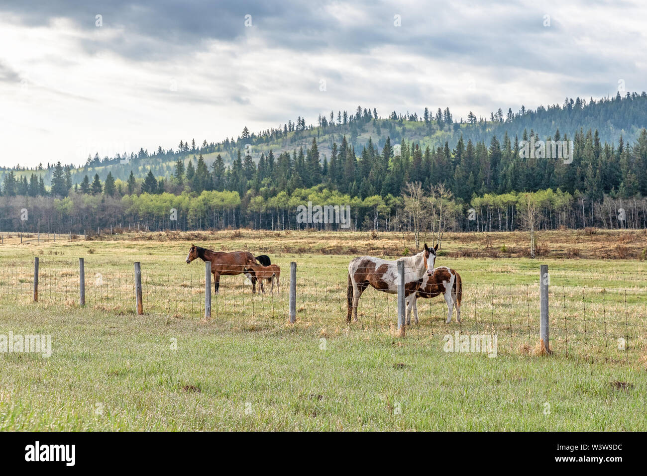 Horses on the Stoney Indian Reserve at Morley, Alberta, Canada Stock ...