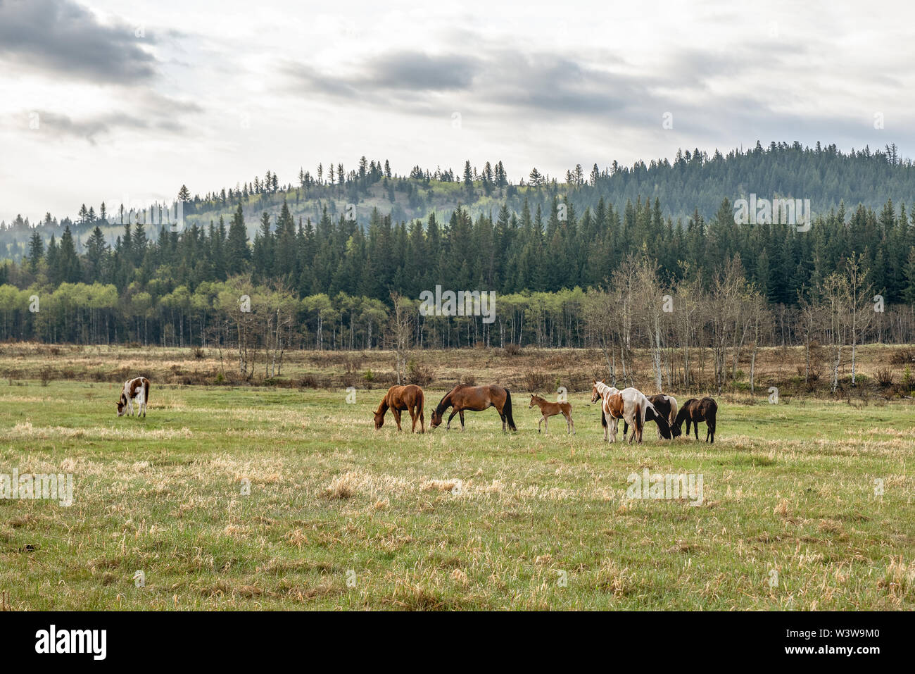 Horses on the Stoney Indian Reserve at Morley, Alberta, Canada Stock ...