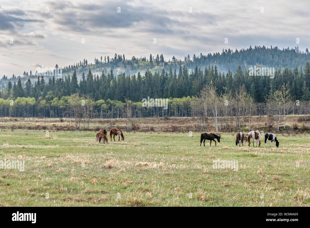 Horses on the Stoney Indian Reserve at Morley, Alberta, Canada Stock ...