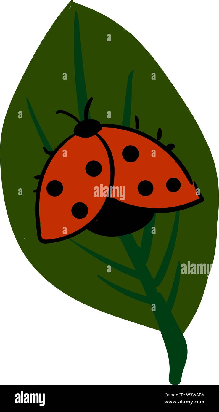 Ladybug on a leaf, illustration, vector on white background Stock ...