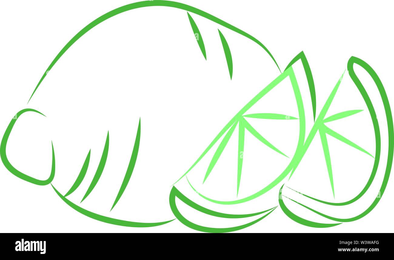 Green lime drawing, illustration, vector on white background Stock ...