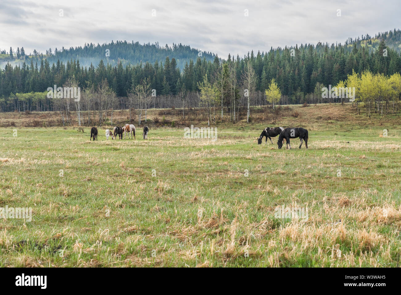 Stoney indian reservation hi-res stock photography and images - Alamy