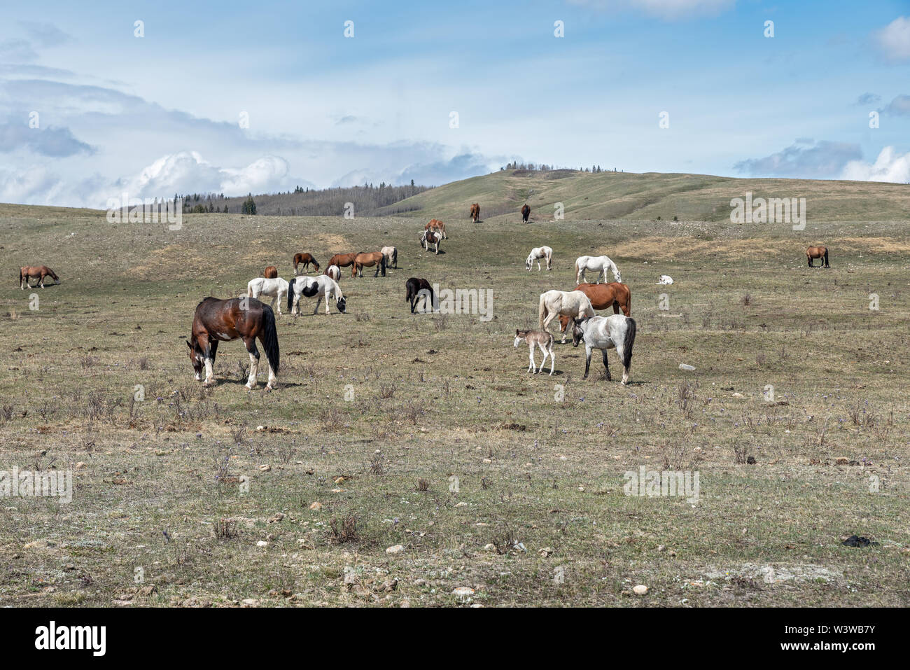 Horses on the Stoney Indian Reserve at Morley, Alberta, Canada Stock ...
