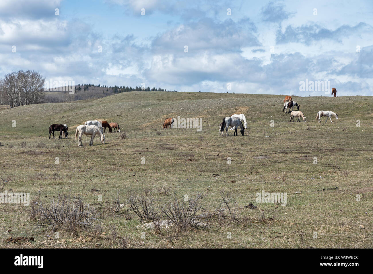 Horses on the Stoney Indian Reserve at Morley, Alberta, Canada Stock ...