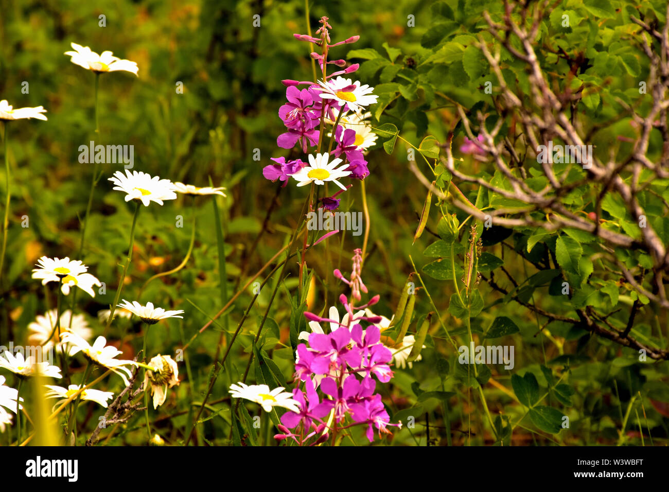 British forest plants hi-res stock photography and images - Alamy