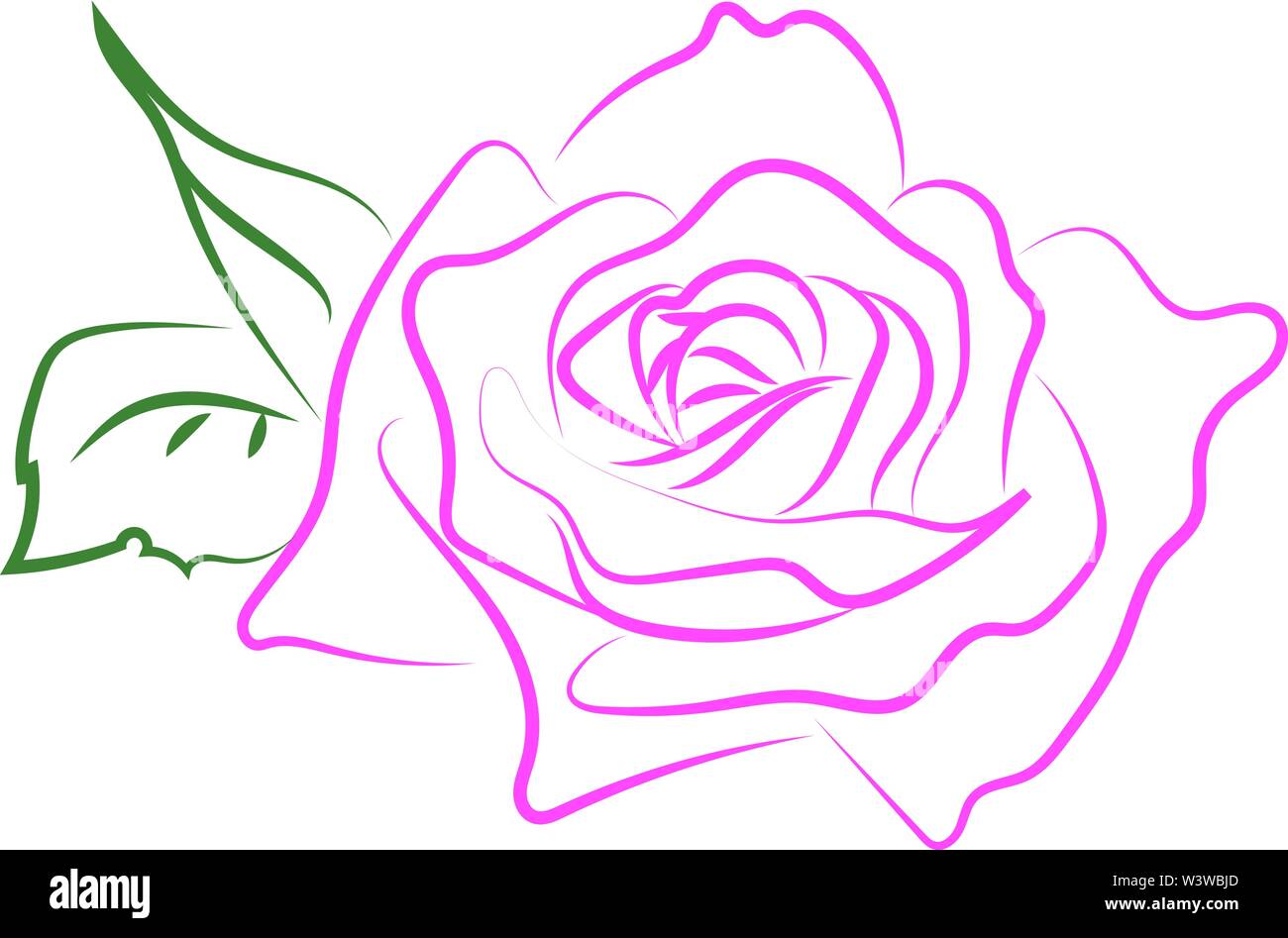 Pink rose drawing, illustration, vector on white background Stock ...