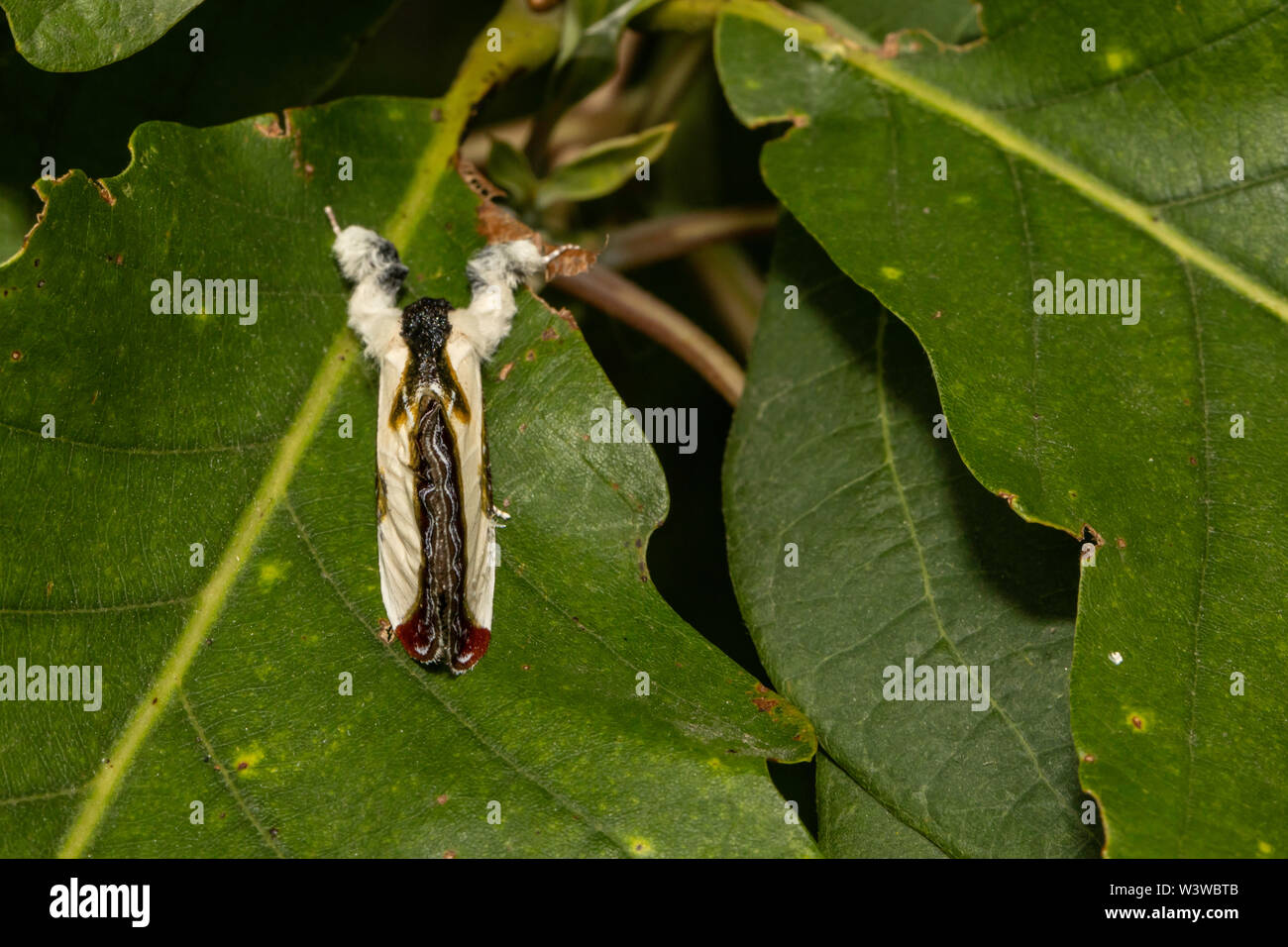 Beautiful wood-nymph moth - Eudryas grata Stock Photo - Alamy