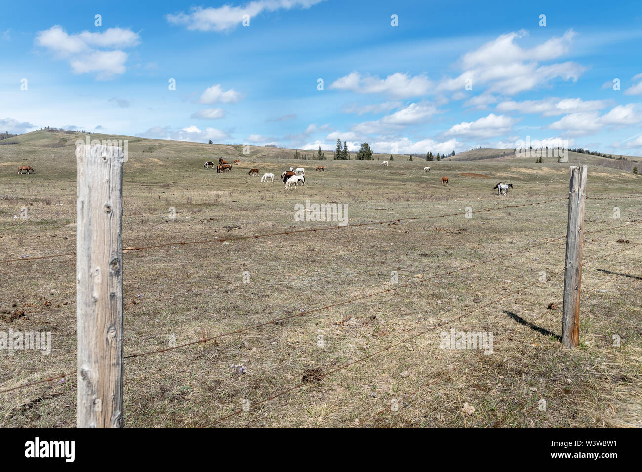 Horses on the Stoney Indian Reserve at Morley, Alberta, Canada Stock ...