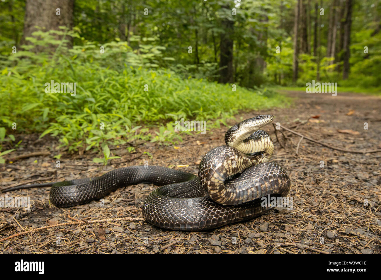 Defensive black rat snake - Pantherophis alleghaniensis Stock Photo - Alamy
