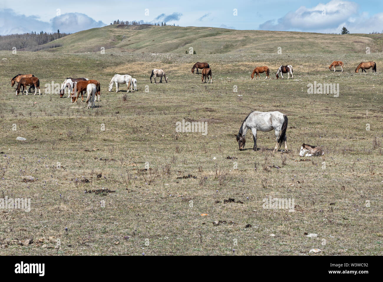 Horses on the Stoney Indian Reserve at Morley, Alberta, Canada Stock ...
