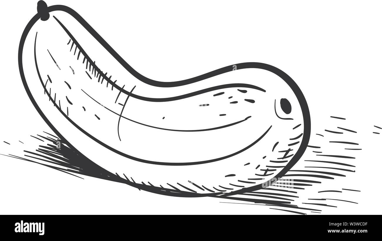 Cucumber drawing, illustration, vector on white background Stock Vector ...