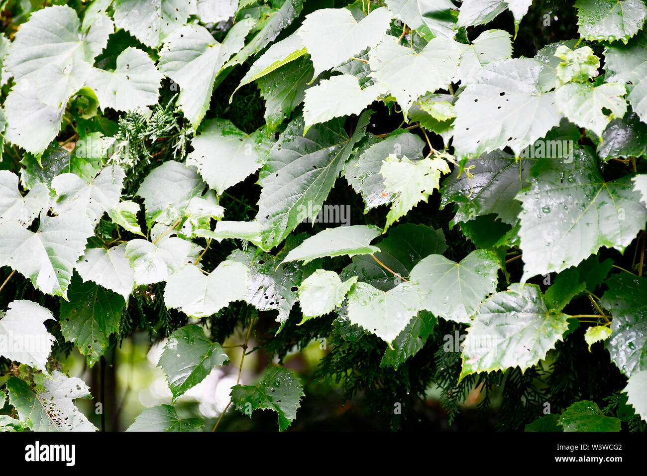 Wild grape vines hi-res stock photography and images - Alamy