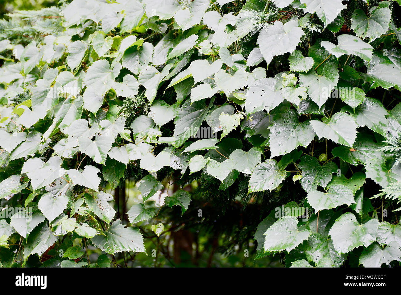 Wild Grape Vines High Resolution Stock Photography and Images - Alamy