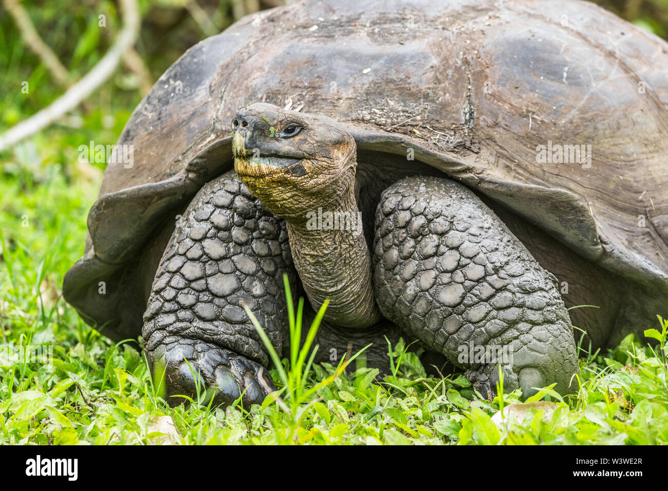 Animals - Galapagos Giant Tortoise on Santa Cruz Island in Galapagos ...