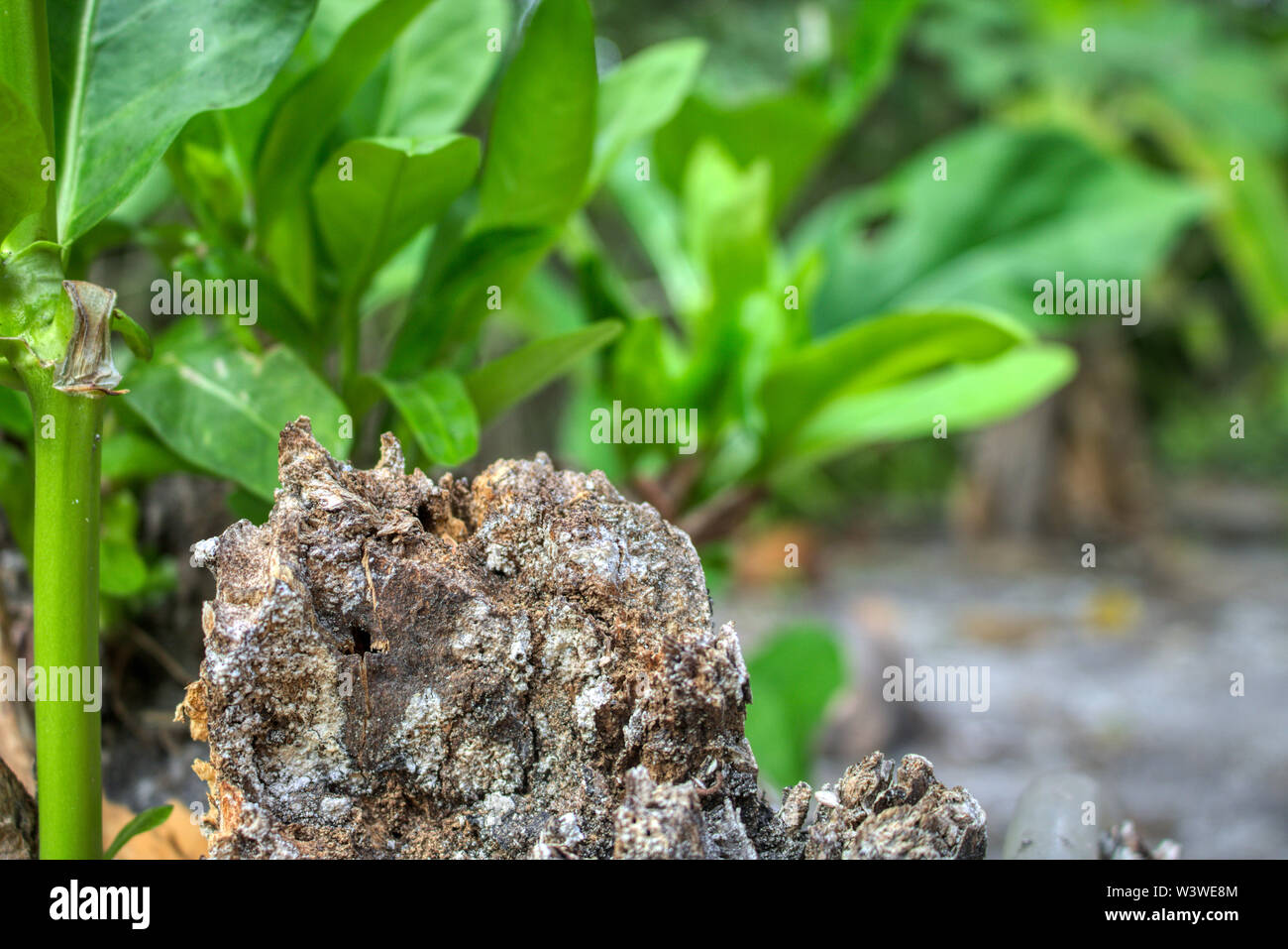 Moreton bay fig leaf pattern hi-res stock photography and images - Alamy