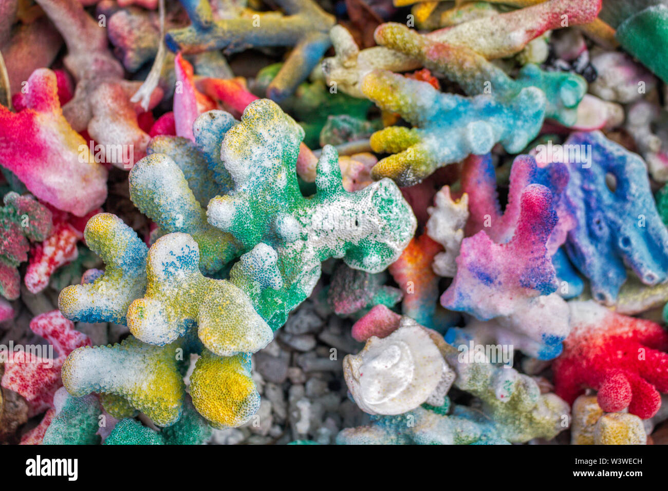 This unique photo shows colorful shells and corals as a garden ...