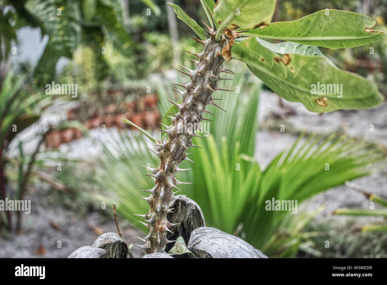 This unique photo shows a pointed cactus in the middle of an island in ...