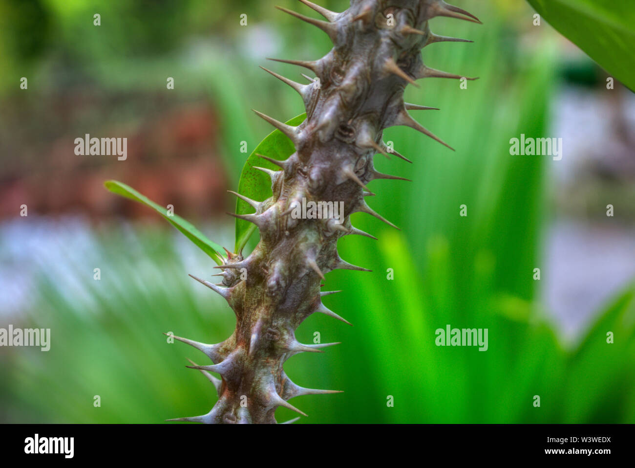 Pattern photo plant sharp spike texture hi-res stock photography and ...