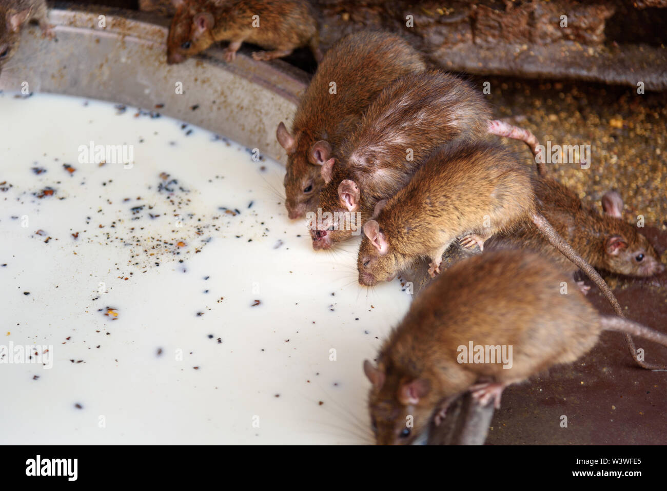 Rats drinking milk in Karni Mata Temple or Rats Temple in Deshnok ...
