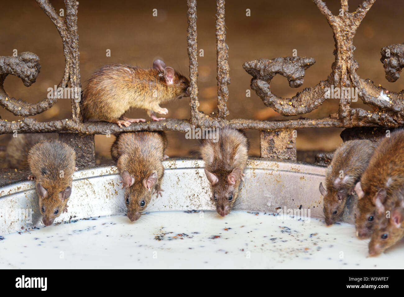 Rats drinking milk in Karni Mata Temple or Rats Temple in Deshnok ...