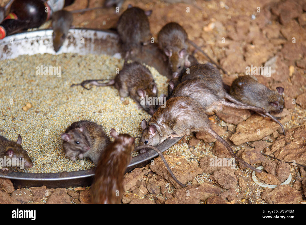 Rats in Karni Mata Temple or Rats Temple in Deshnok. Rajasthan. India ...