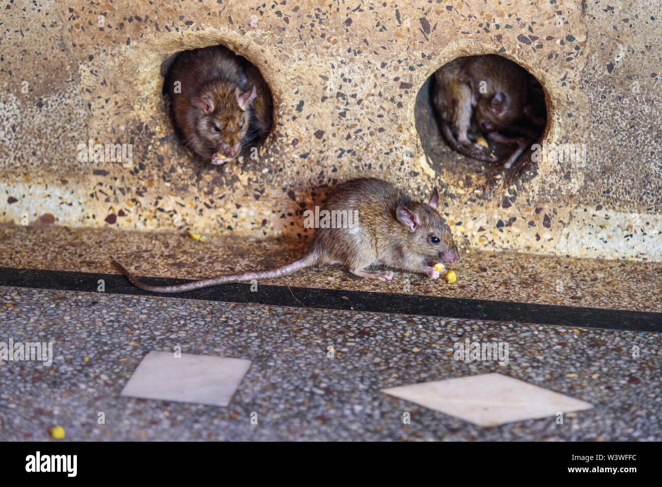 Rats karni mata temple deshnok hi-res stock photography and images - Alamy