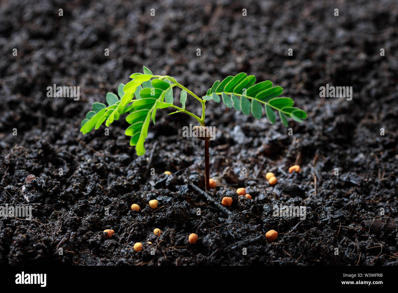 Close up Young plant (tamarind tree) growing in fertile soil Stock ...
