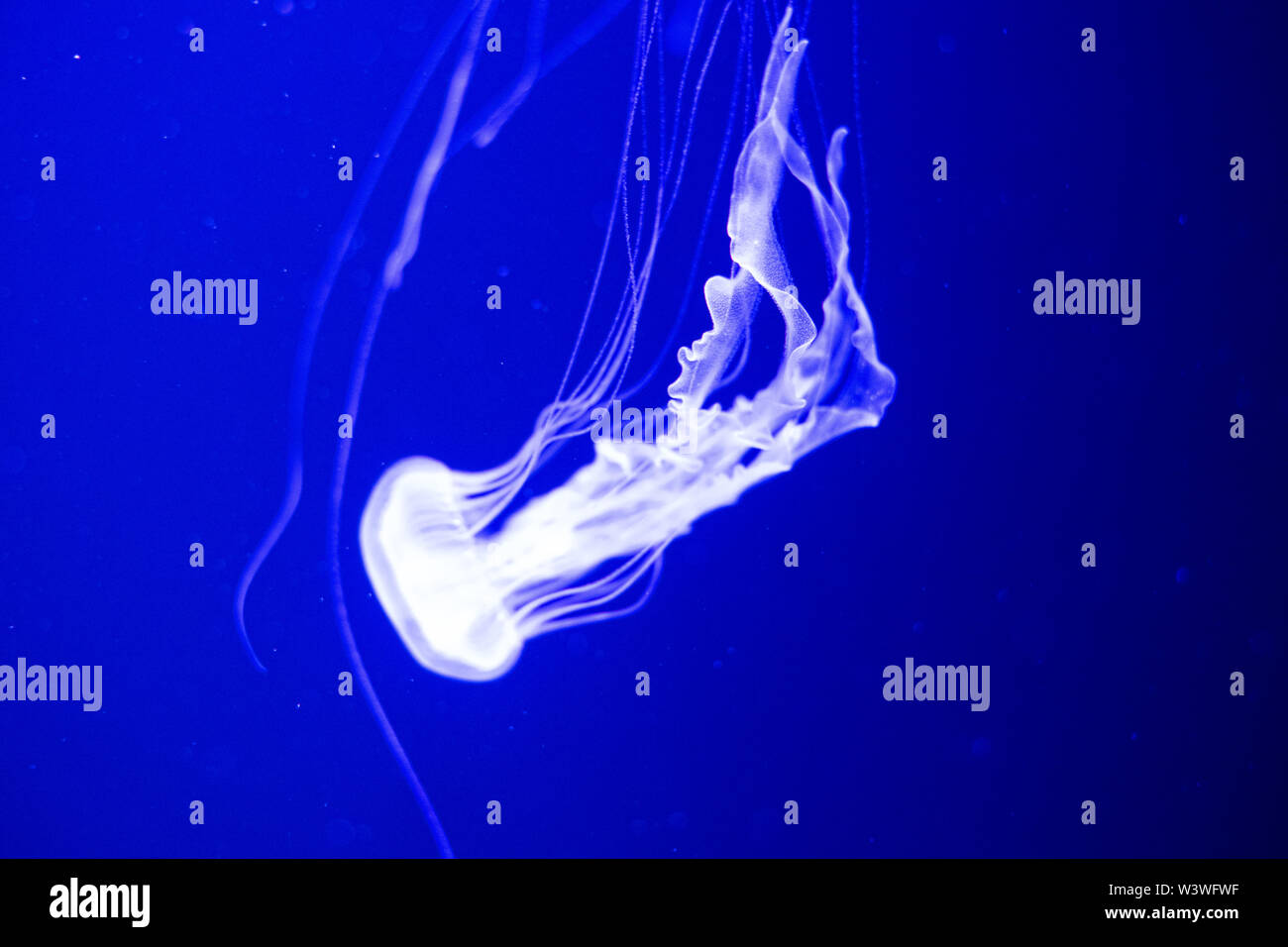 fluorescent jellyfish swimming in an aquarium pool. transparent ...