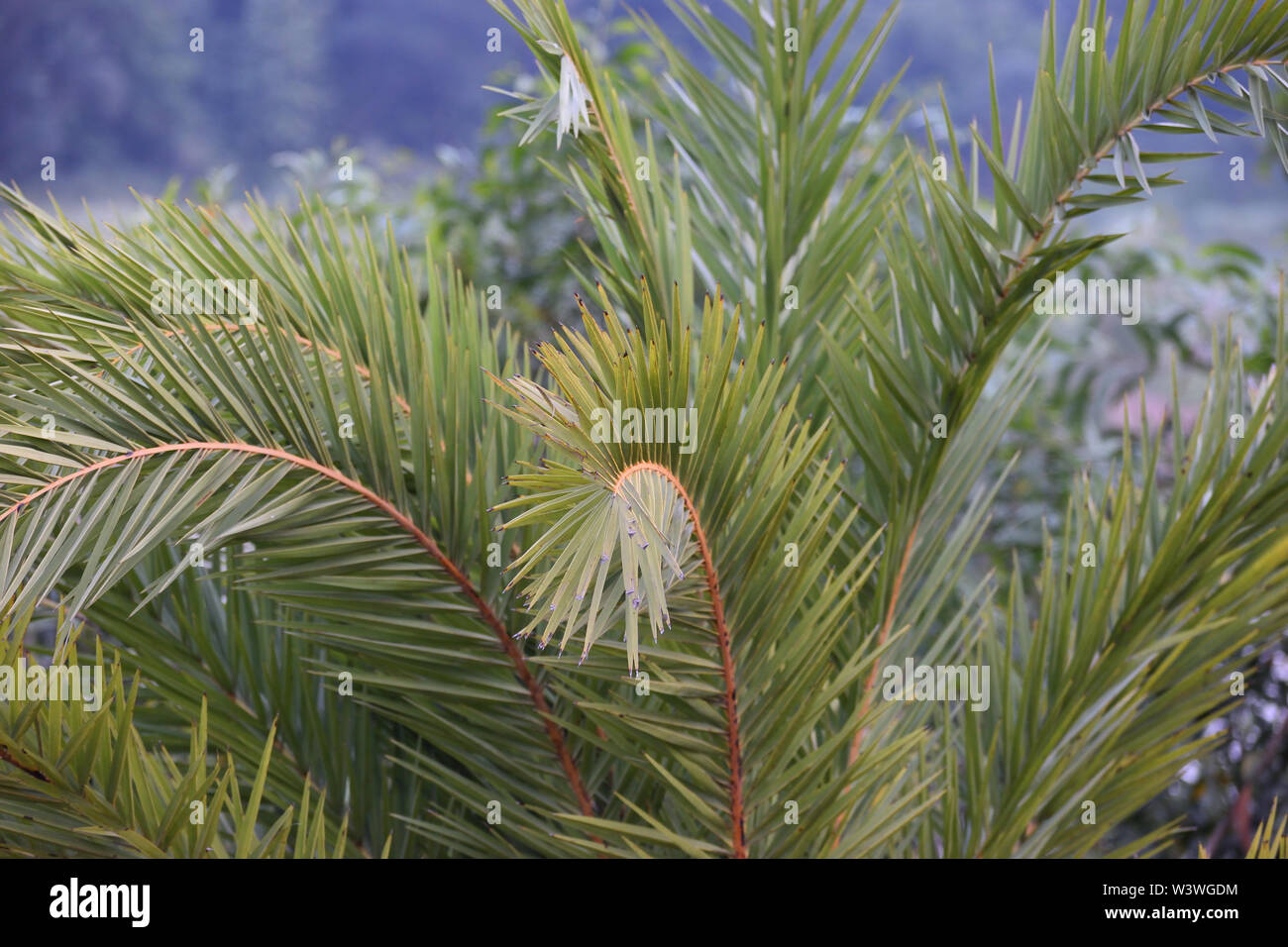 Date Tree Stock Photos & Date Tree Stock Images - Alamy