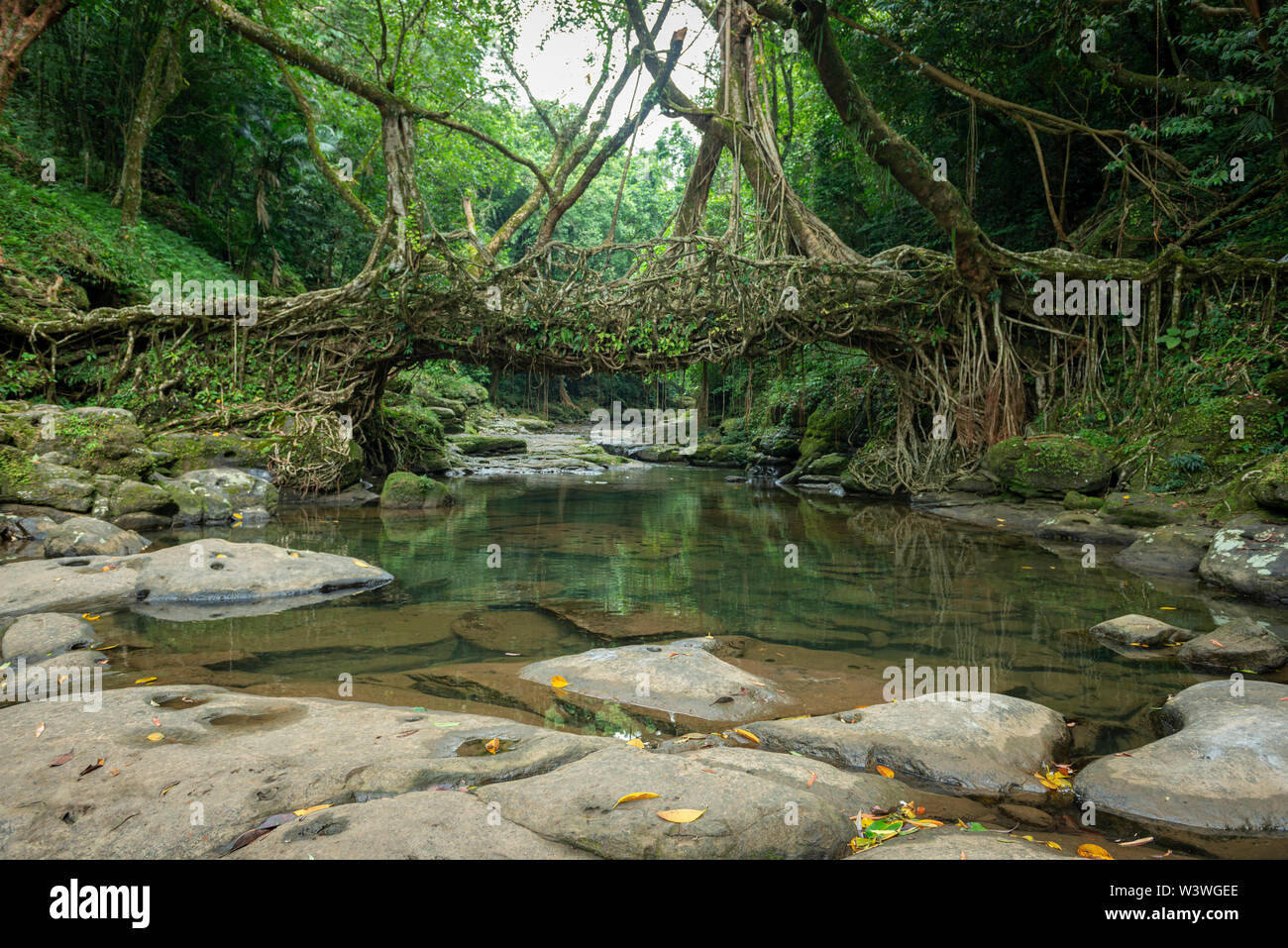 Living Root bridge near Cherrapunjee,Meghalaya,India Stock Photo - Alamy