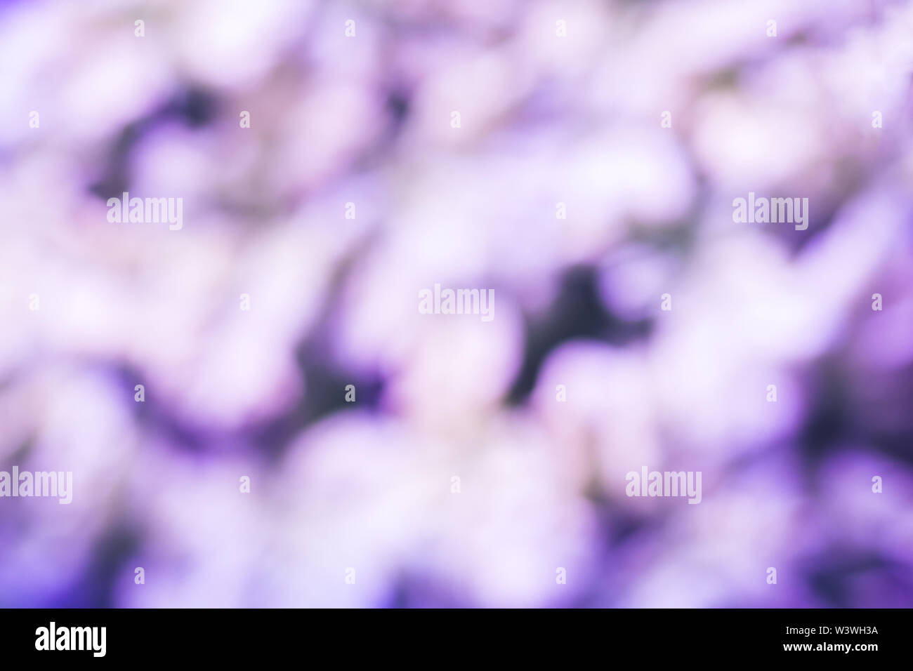 Abstract blurred natural purple background. Design backdrop Stock Photo ...