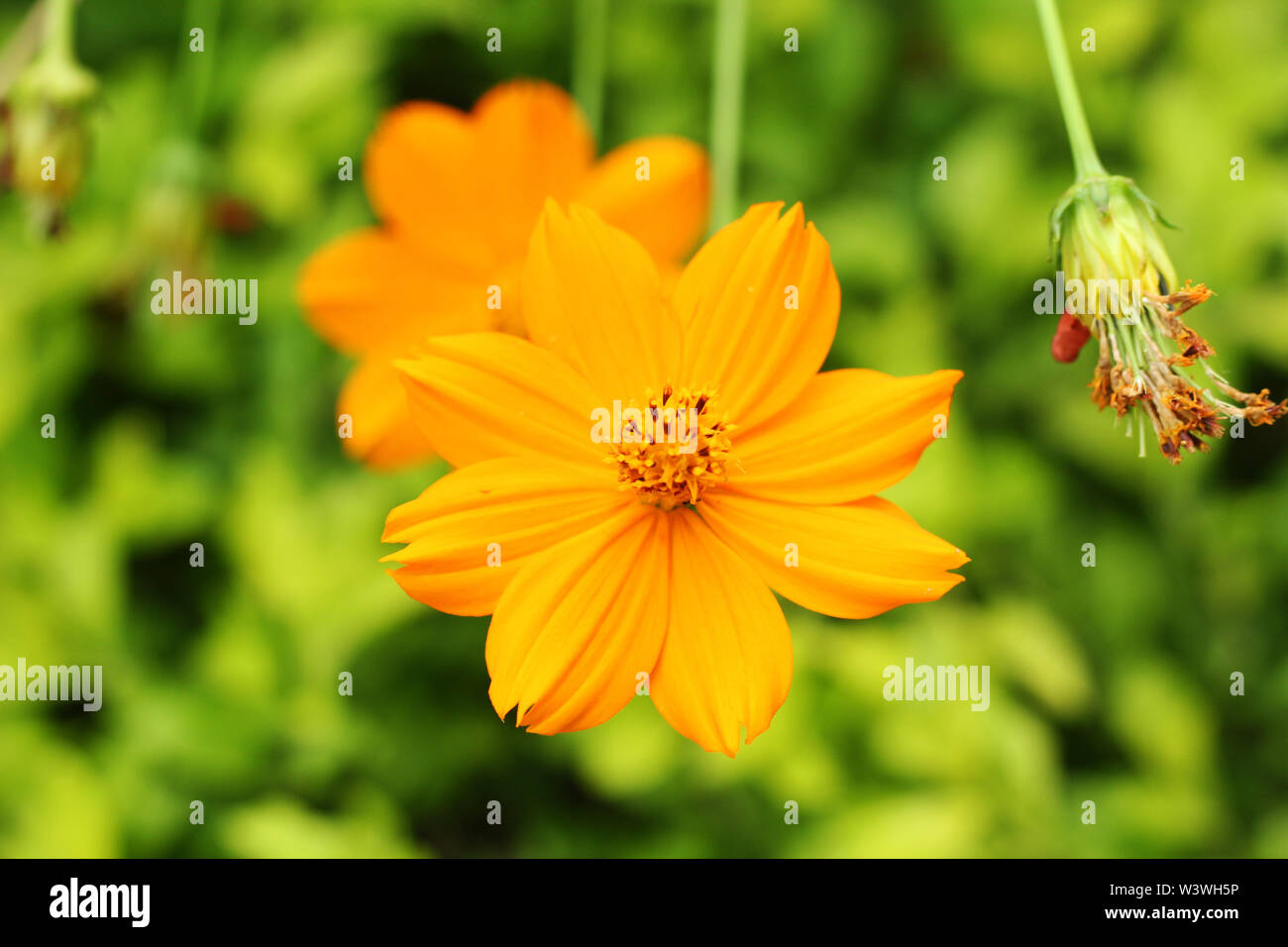 close up of small orange color flower in the garden Stock Photo - Alamy