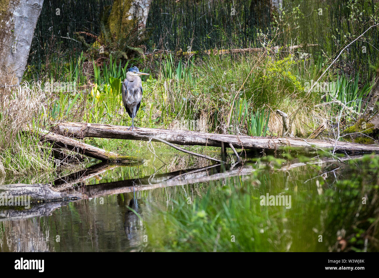 Big beautiful Bird on a tree Stock Photo - Alamy