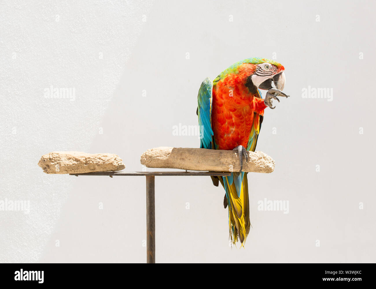 Animals of italy hi-res stock photography and images - Alamy