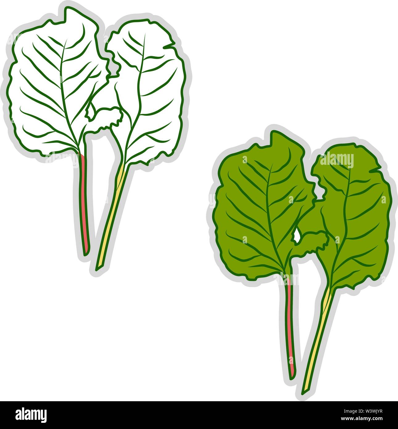 Fresh chard, illustration, vector on white background Stock Vector ...