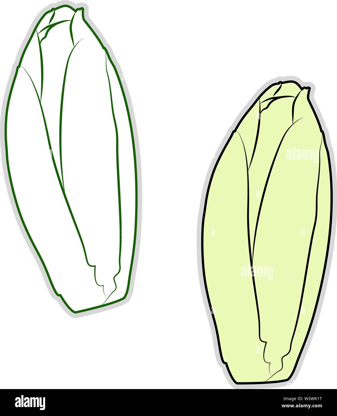 Fresh endive, illustration, vector on white background Stock Vector ...