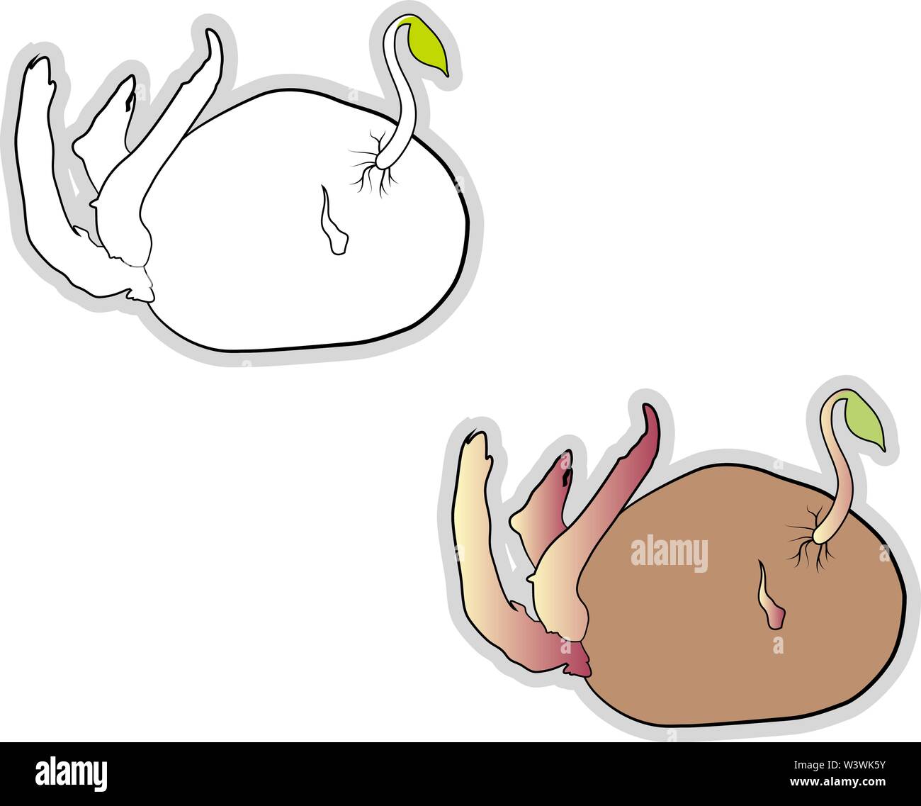 Brown tuber, illustration, vector on white background Stock Vector ...