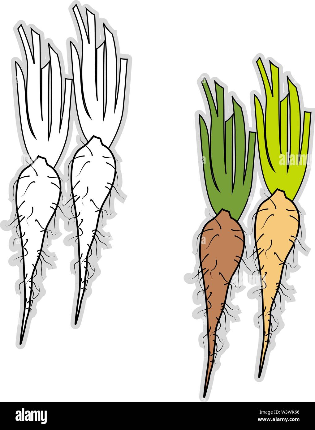 Fresh carrots paprika Stock Vector Images - Alamy