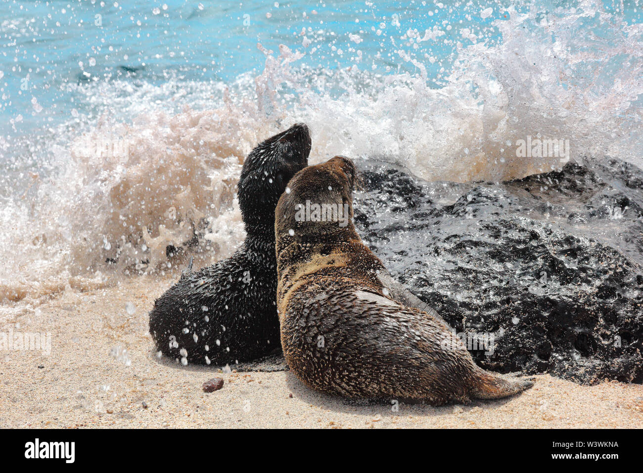 Galapagos Sea Lion cubs playful playing in sand and waves lying on ...