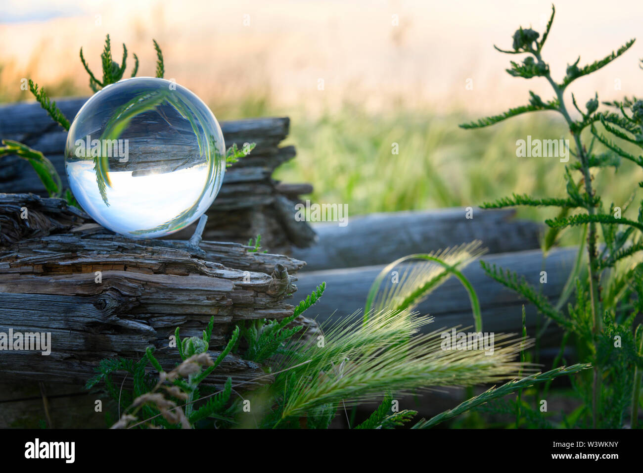 Rye plants hi-res stock photography and images - Alamy