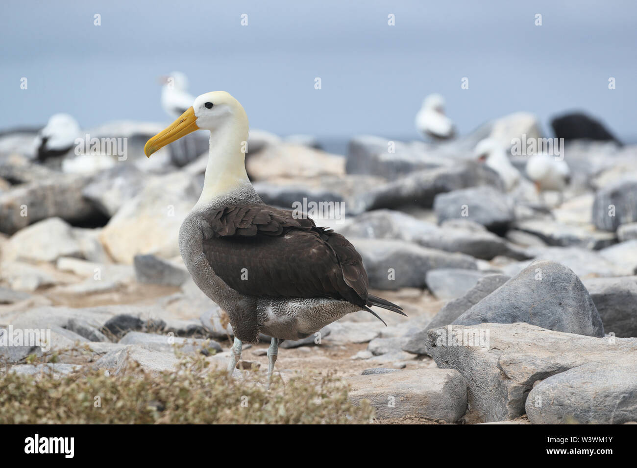 Galapagos Albatross aka Waved albatross on Espanola Island, Galapagos ...
