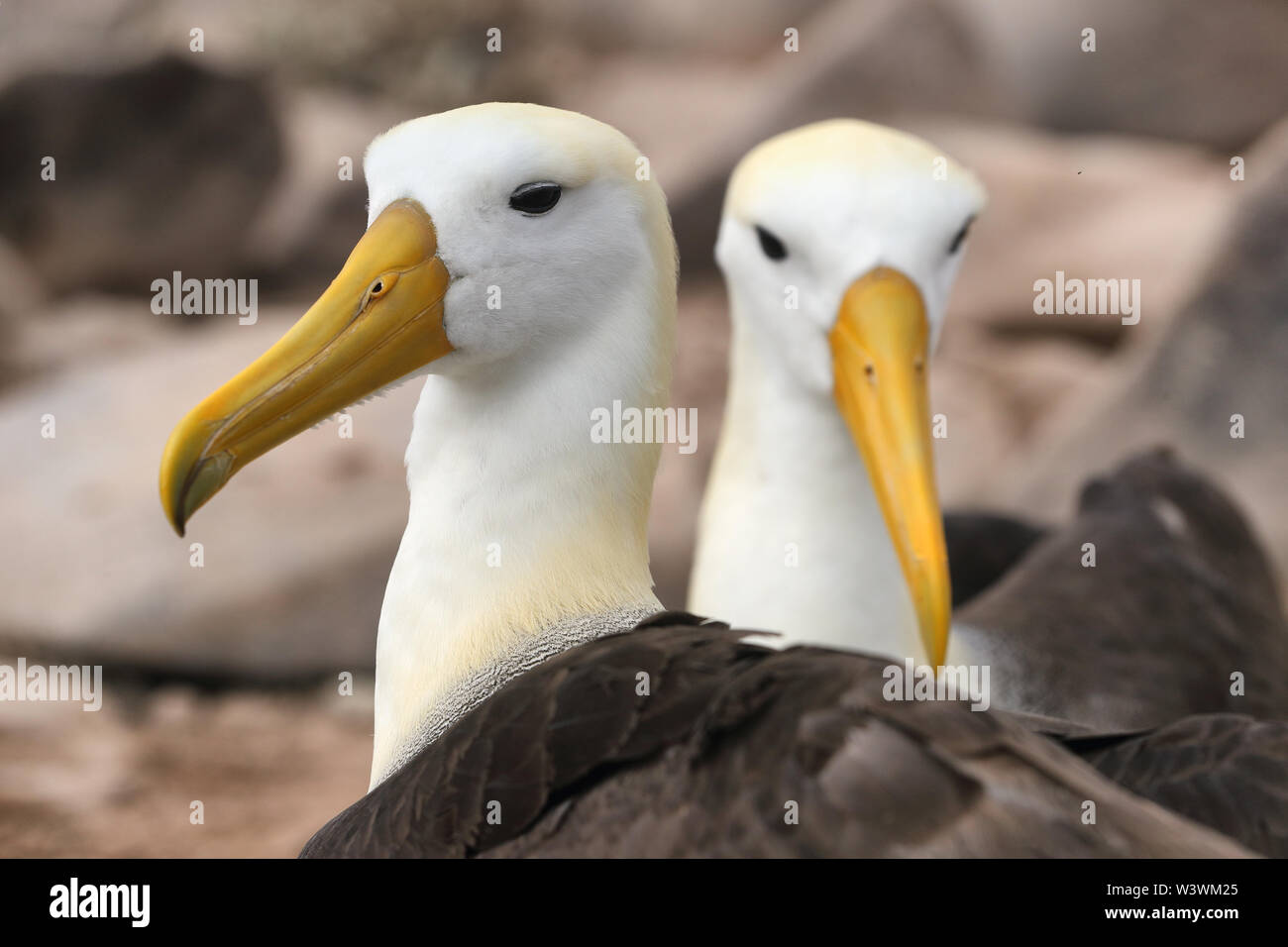 Galapagos Albatross aka Waved albatross pair nesting on Espanola Island ...