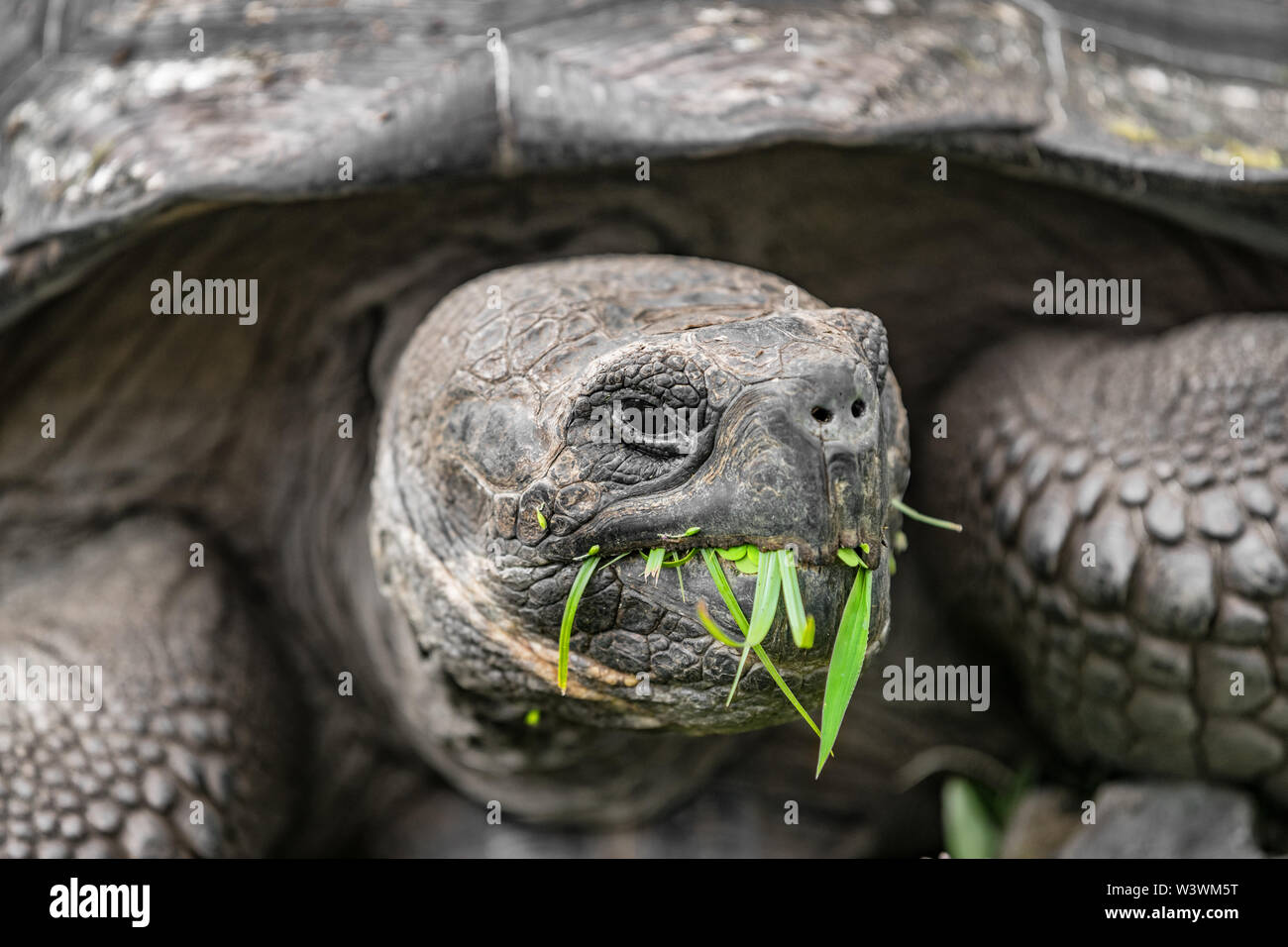 Galapagos Giant Tortoise eating grass on Santa Cruz Island in Galapagos ...