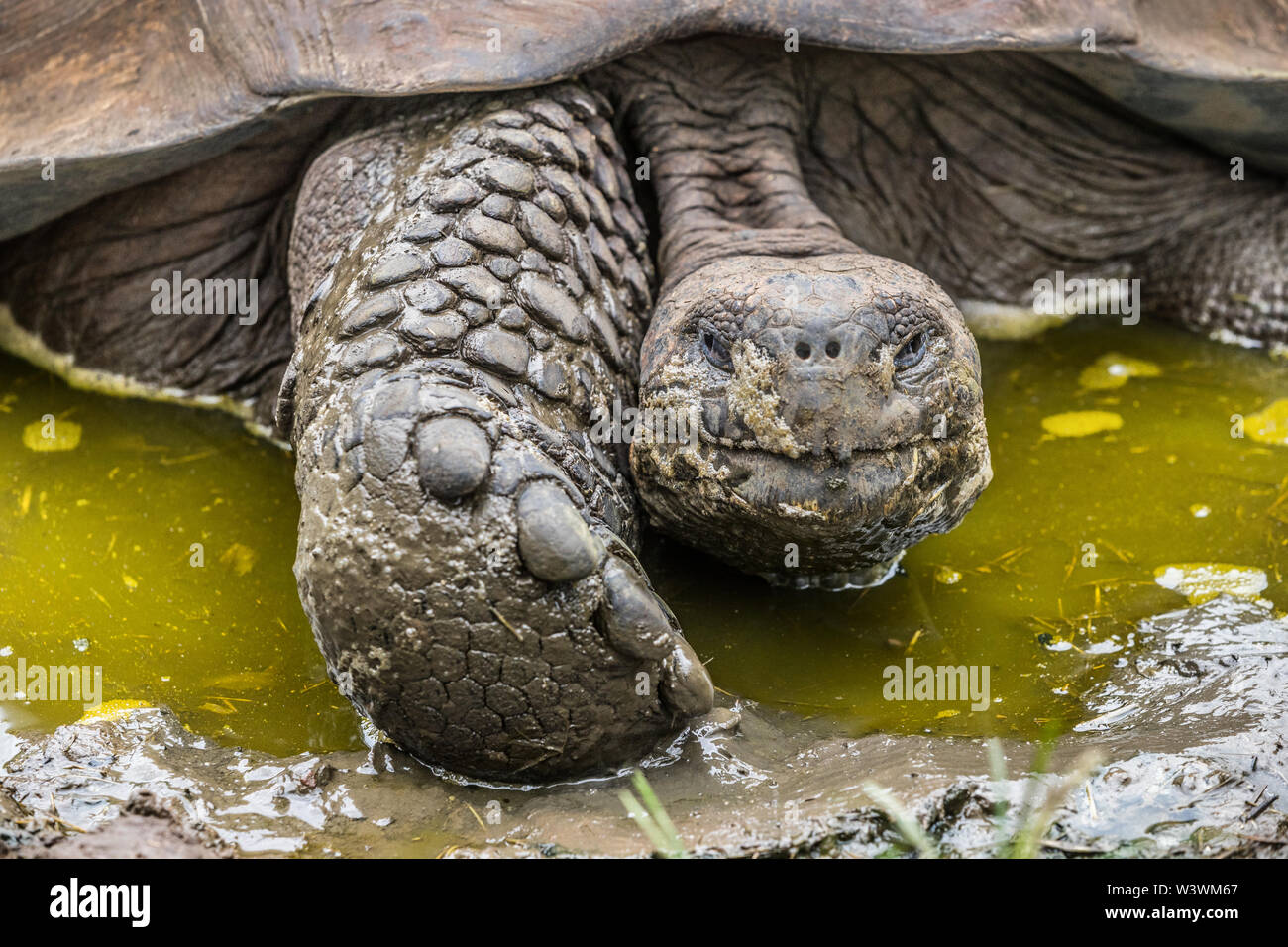 Galapagos Giant Tortoise on Santa Cruz Island in Galapagos Islands ...
