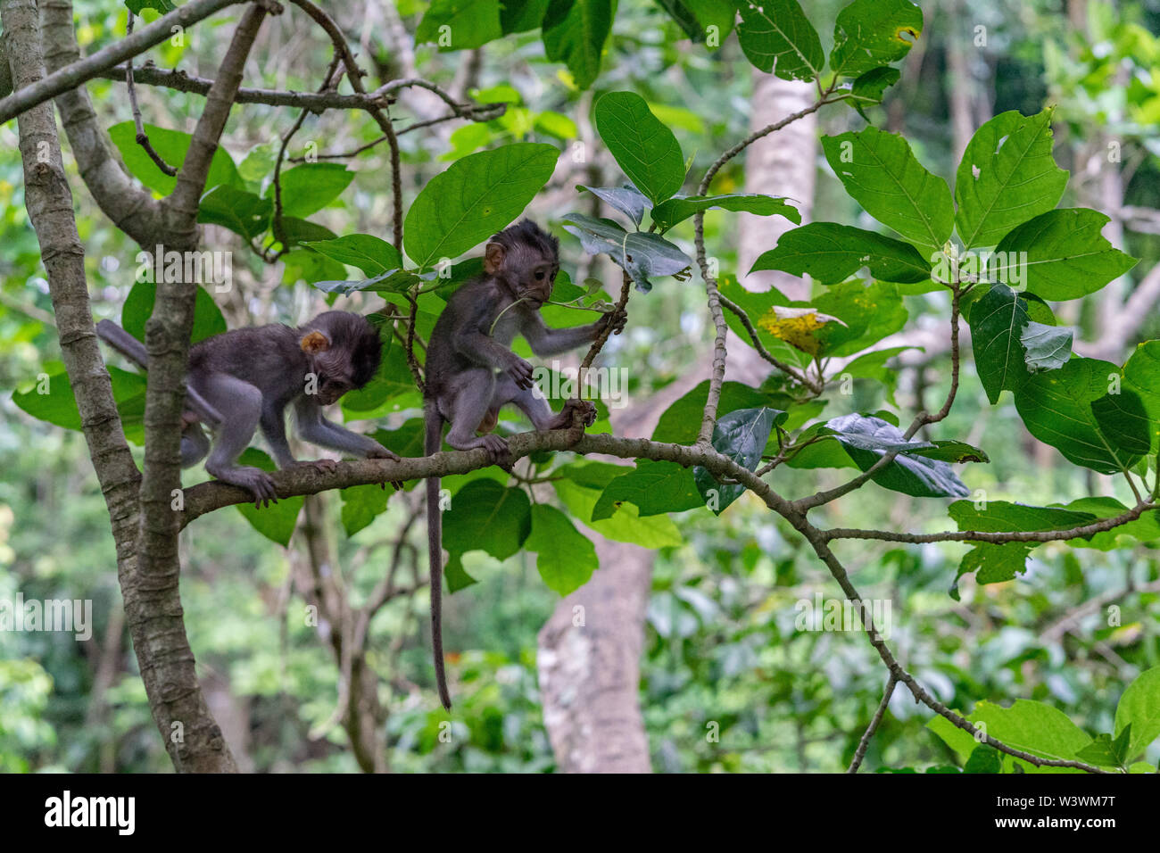Baby monkeys ready for the next adventure Stock Photo - Alamy