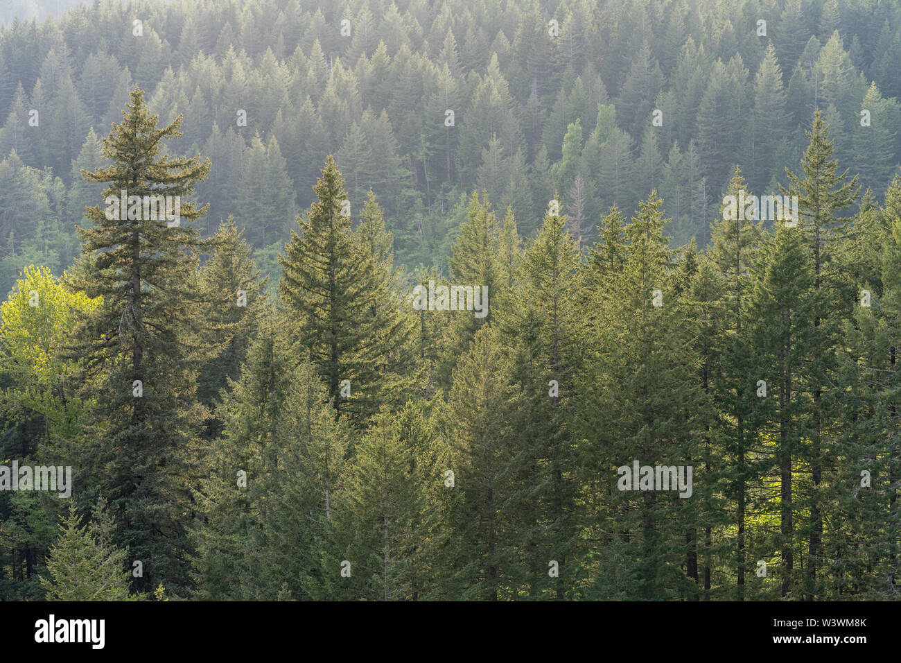 Pacific northwest forest hi-res stock photography and images - Alamy