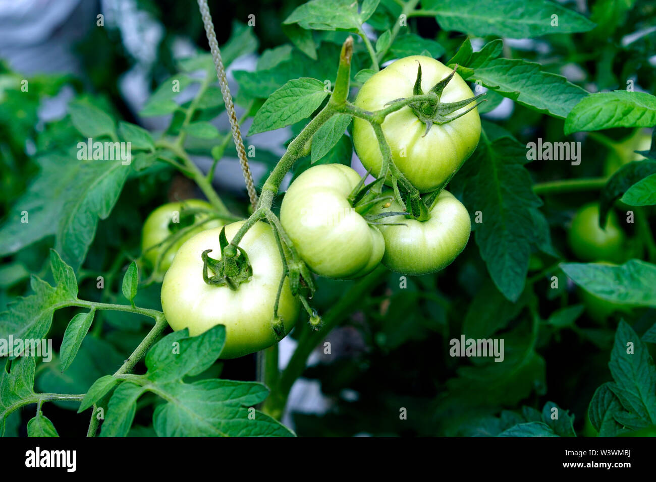 Tomato fresh organic hi-res stock photography and images - Alamy