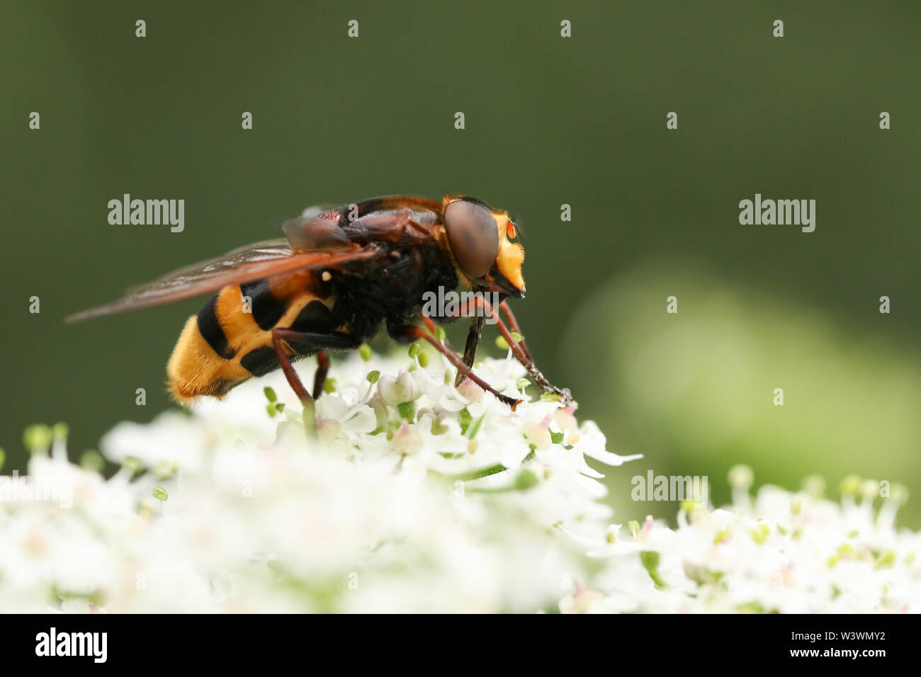 A large hornet mimic Hoverfly, Volucella zonaria, nectaring on a white ...